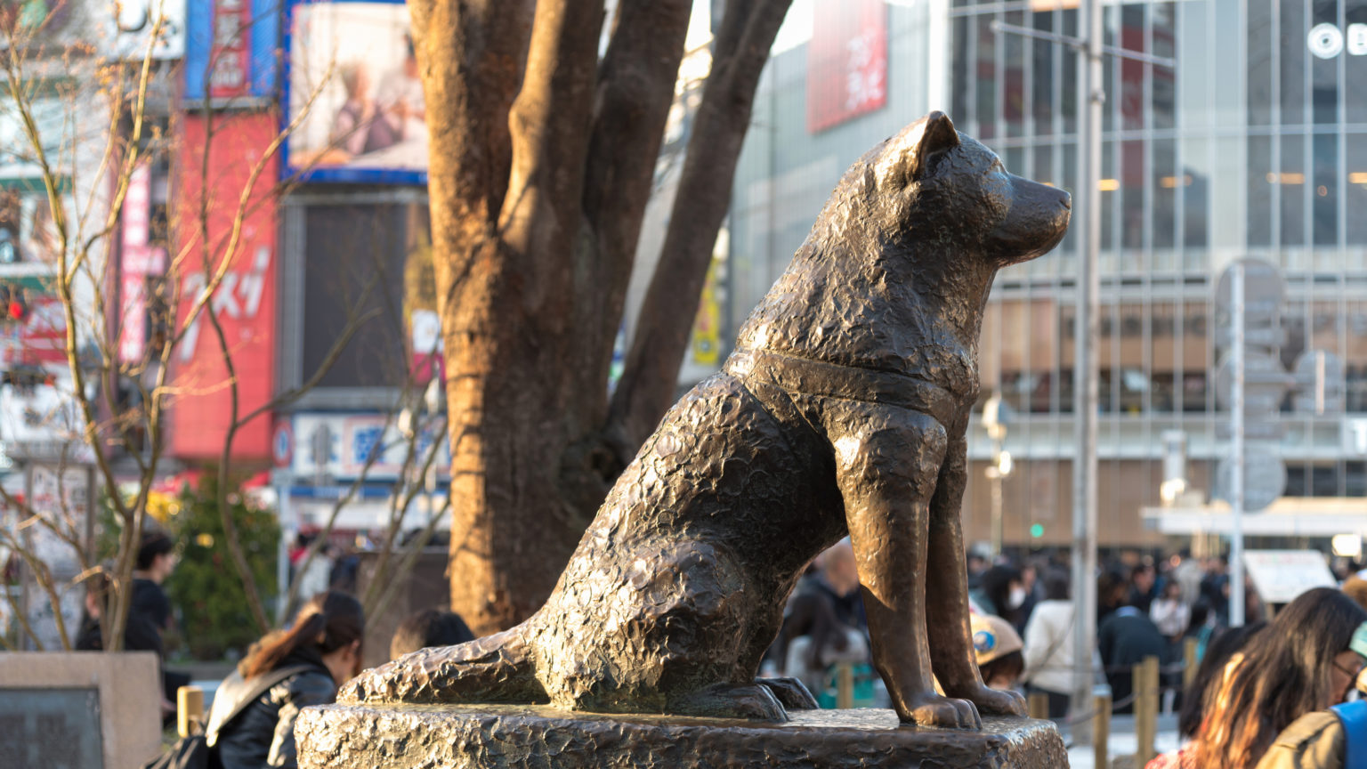 L’histoire D’Hachiko, Le Chien Le Plus Célèbre Du Japon - Culture Asiatique